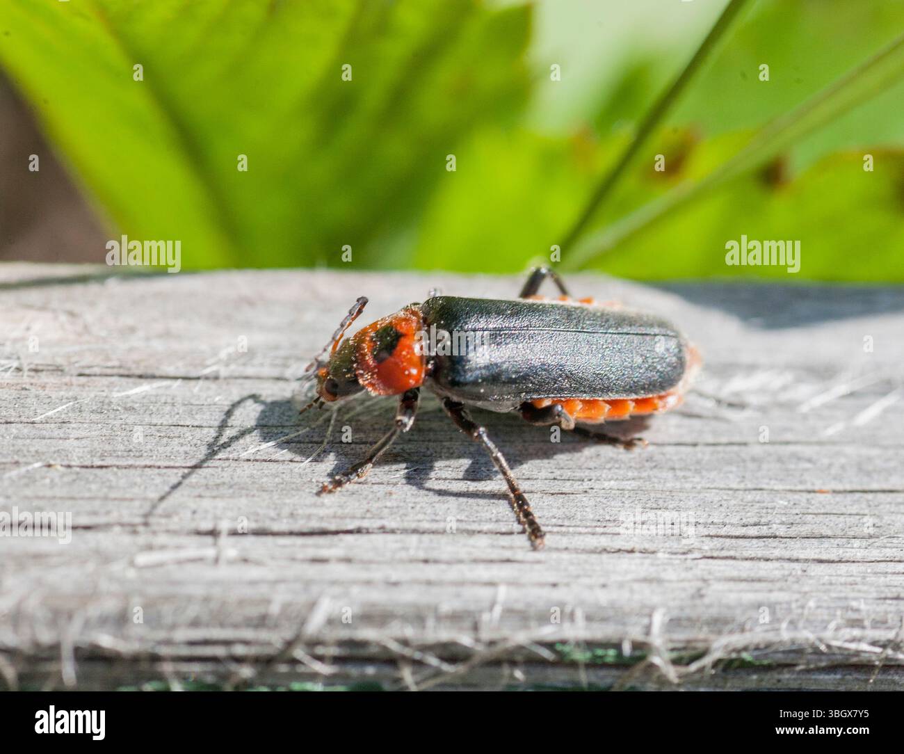 Cantharis Rustica Skalbagge rustic sailor beetle Stock Photo - Alamy