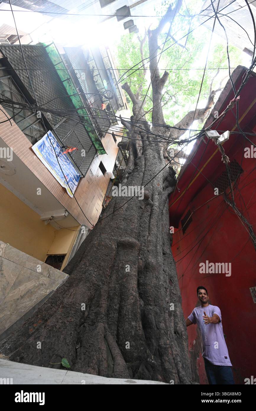 NEW DELHI, INDIA - JUNE 5: An oldest tree at Kucha Lal man in Darya ...