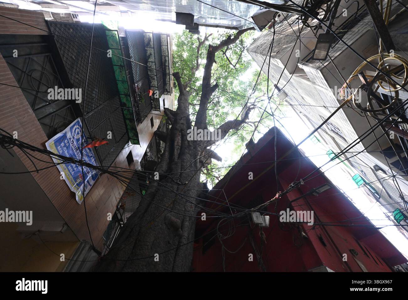 NEW DELHI, INDIA - JUNE 5: An oldest tree at Kucha Lal man in Darya ...