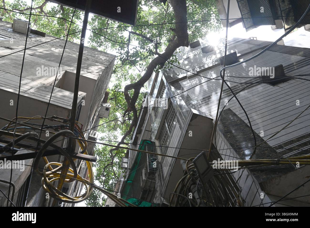 NEW DELHI, INDIA - JUNE 5: An oldest tree at Kucha Lal man in Darya ...