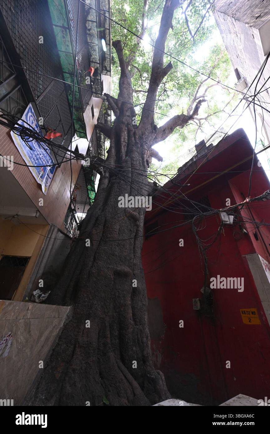 NEW DELHI, INDIA - JUNE 5: An oldest tree at Kucha Lal man in Darya ...