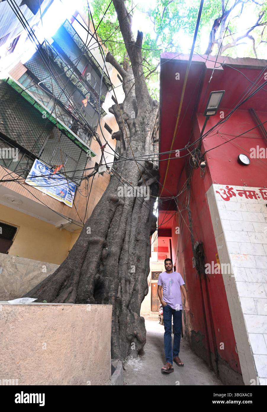 NEW DELHI, INDIA - JUNE 5: An oldest tree at Kucha Lal man in Darya ...