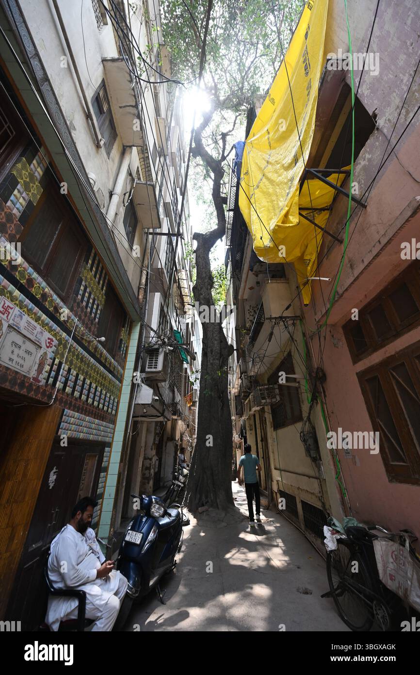 NEW DELHI, INDIA - JUNE 5: An oldest tree at Ansari Road in Darya Ganj ...