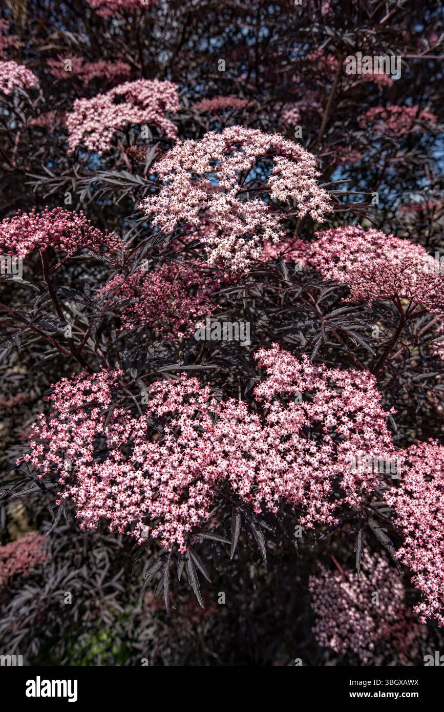 The image shows a Sambucus nigra 'Black Lace' or 'Eva' elderberry. This ...