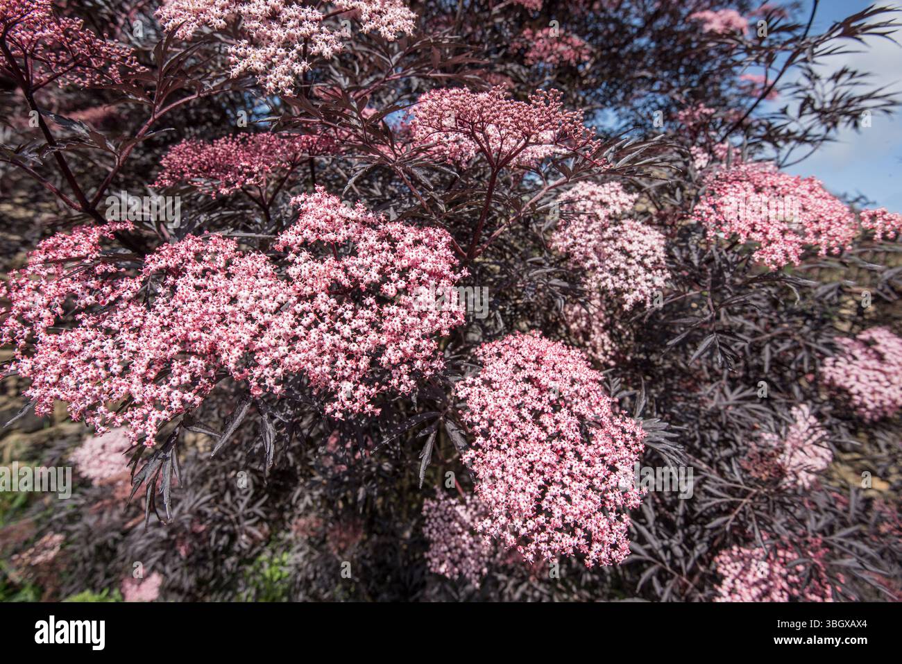 The image shows a Sambucus nigra 'Black Lace' or 'Eva' elderberry. This ...