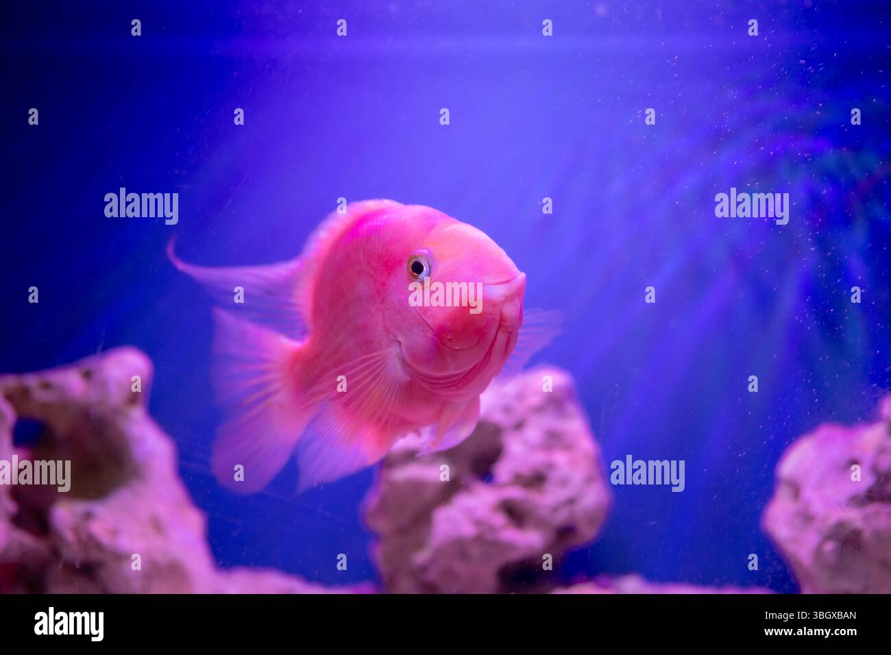Pink blood parrot cichlid fish swimming in a blue water aquarium ...