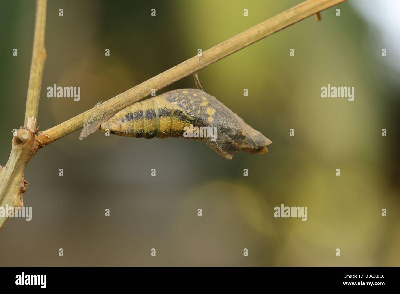 Swallow tail butterfly is emerging from its cocoon Papilio demoleus is ...