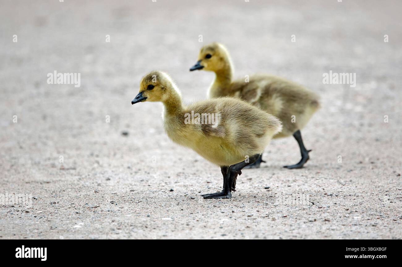 Geese goslings on riverside hi-res stock photography and images - Alamy