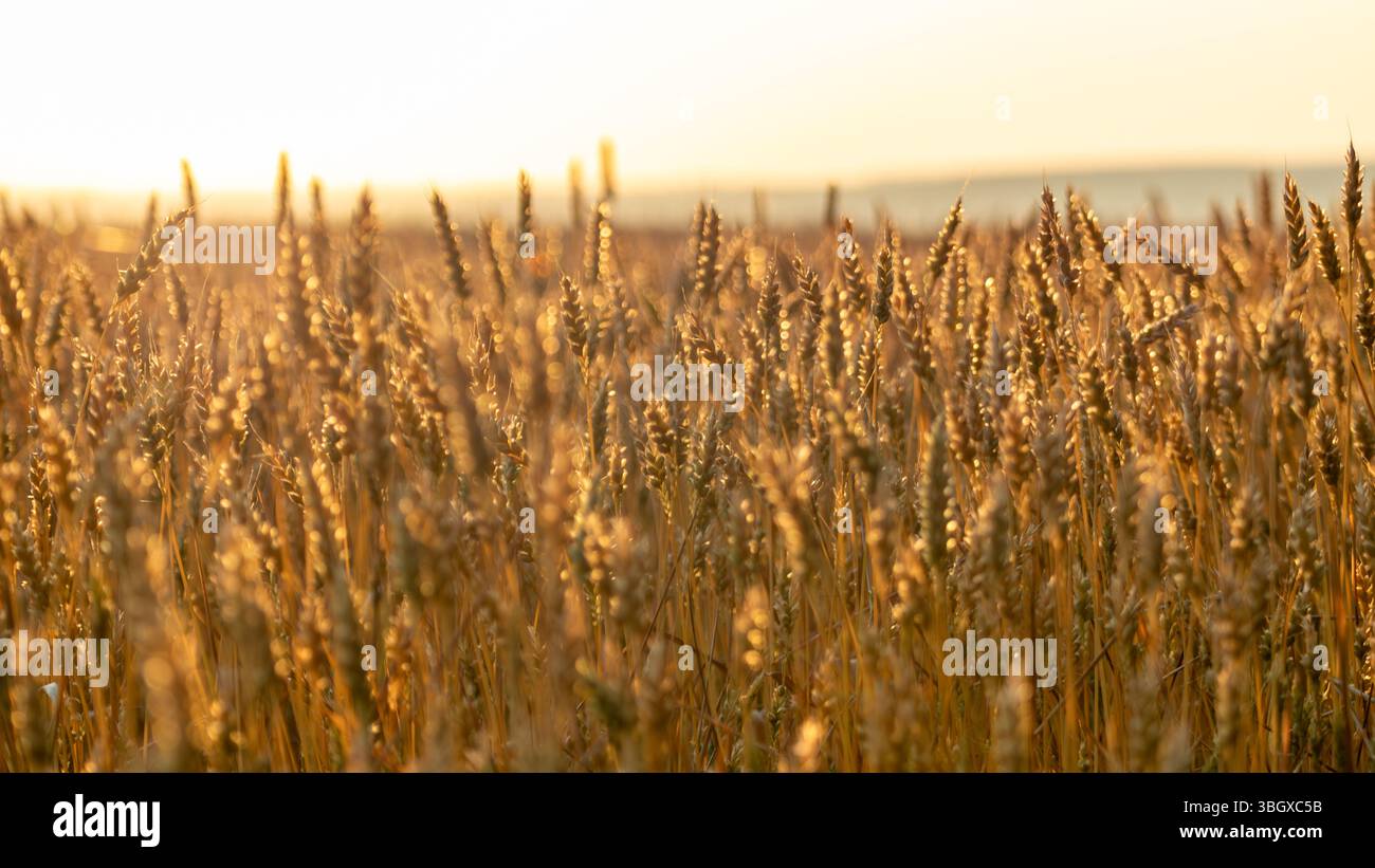 Wheat grain field scenery with bright golden sun light flares Stock ...