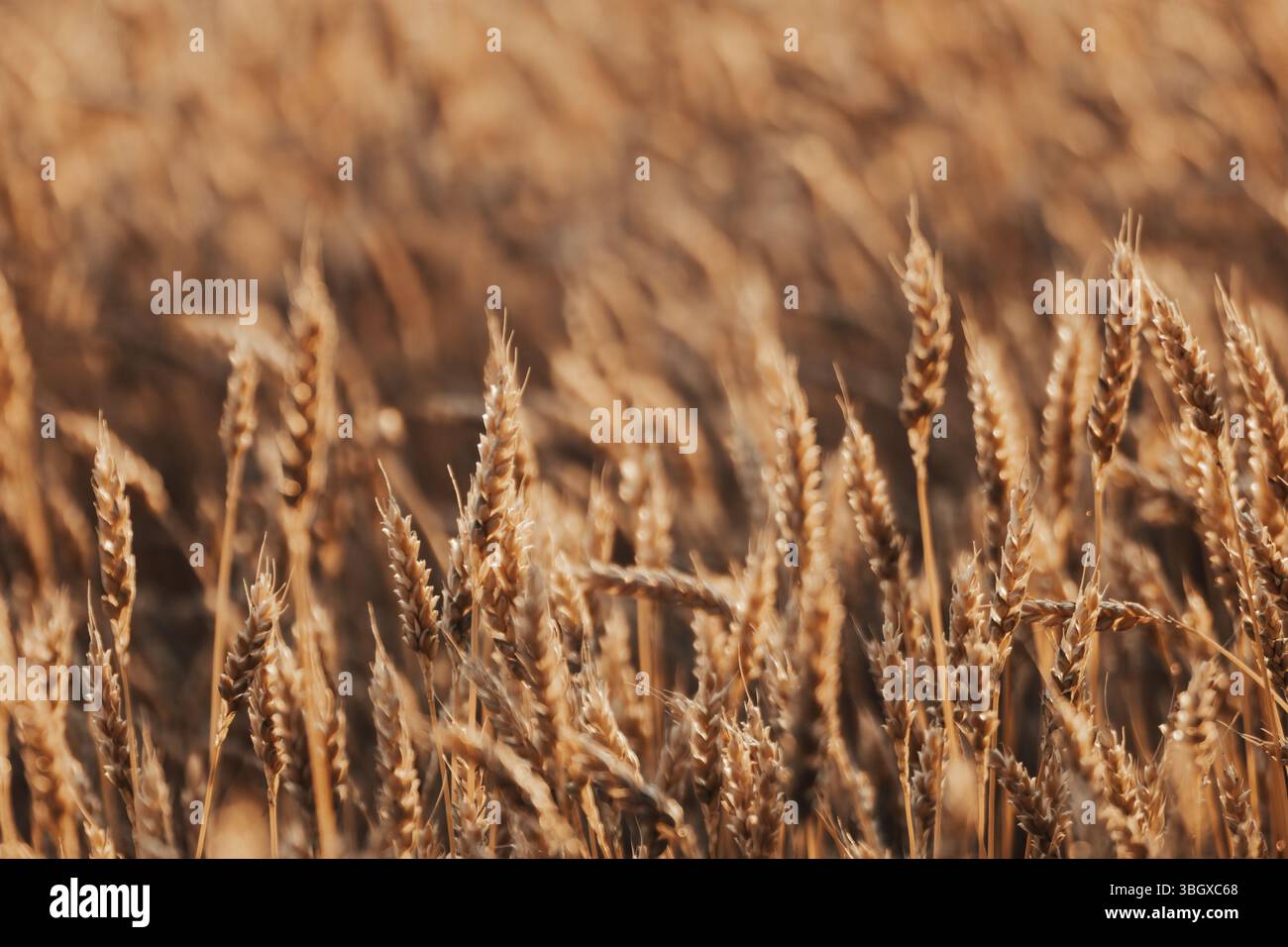 Wheat spikes in warm hi-res stock photography and images - Alamy