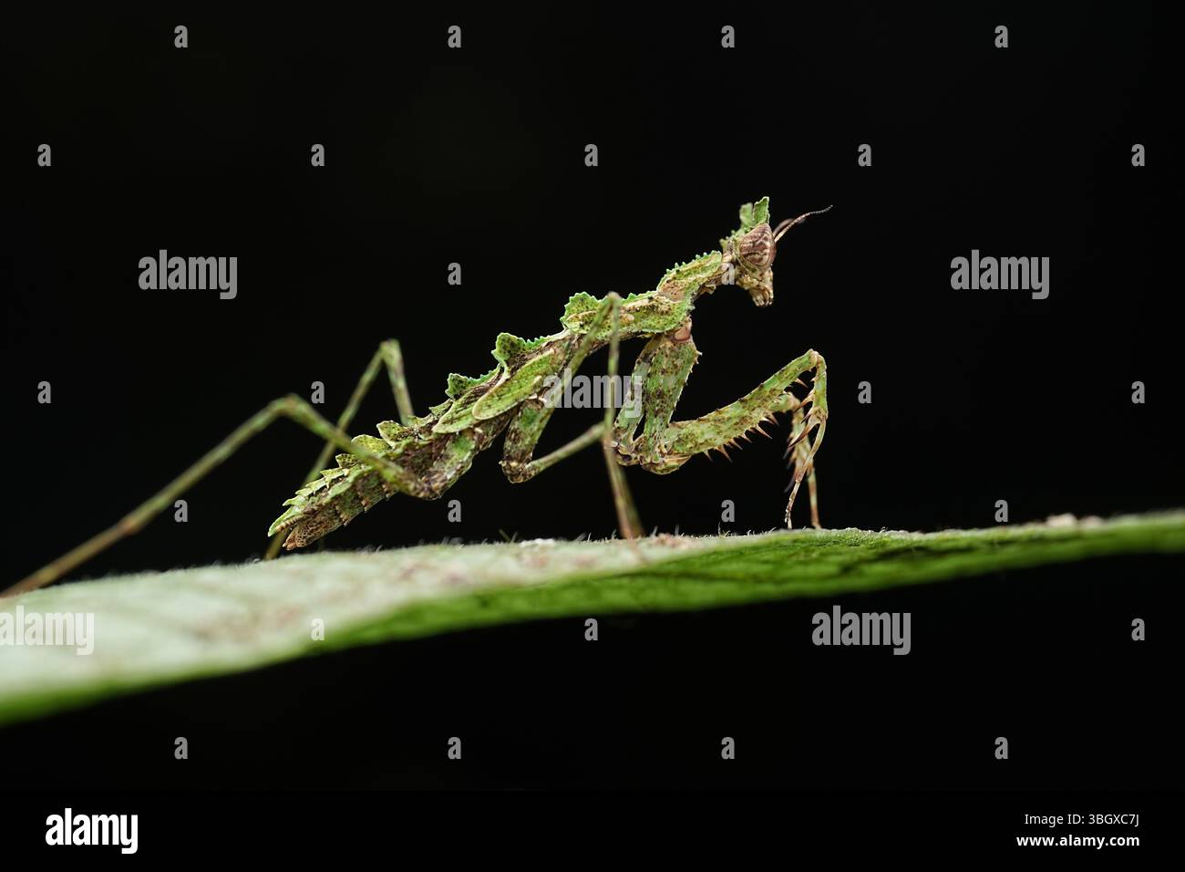 Haania hi-res stock photography and images - Alamy