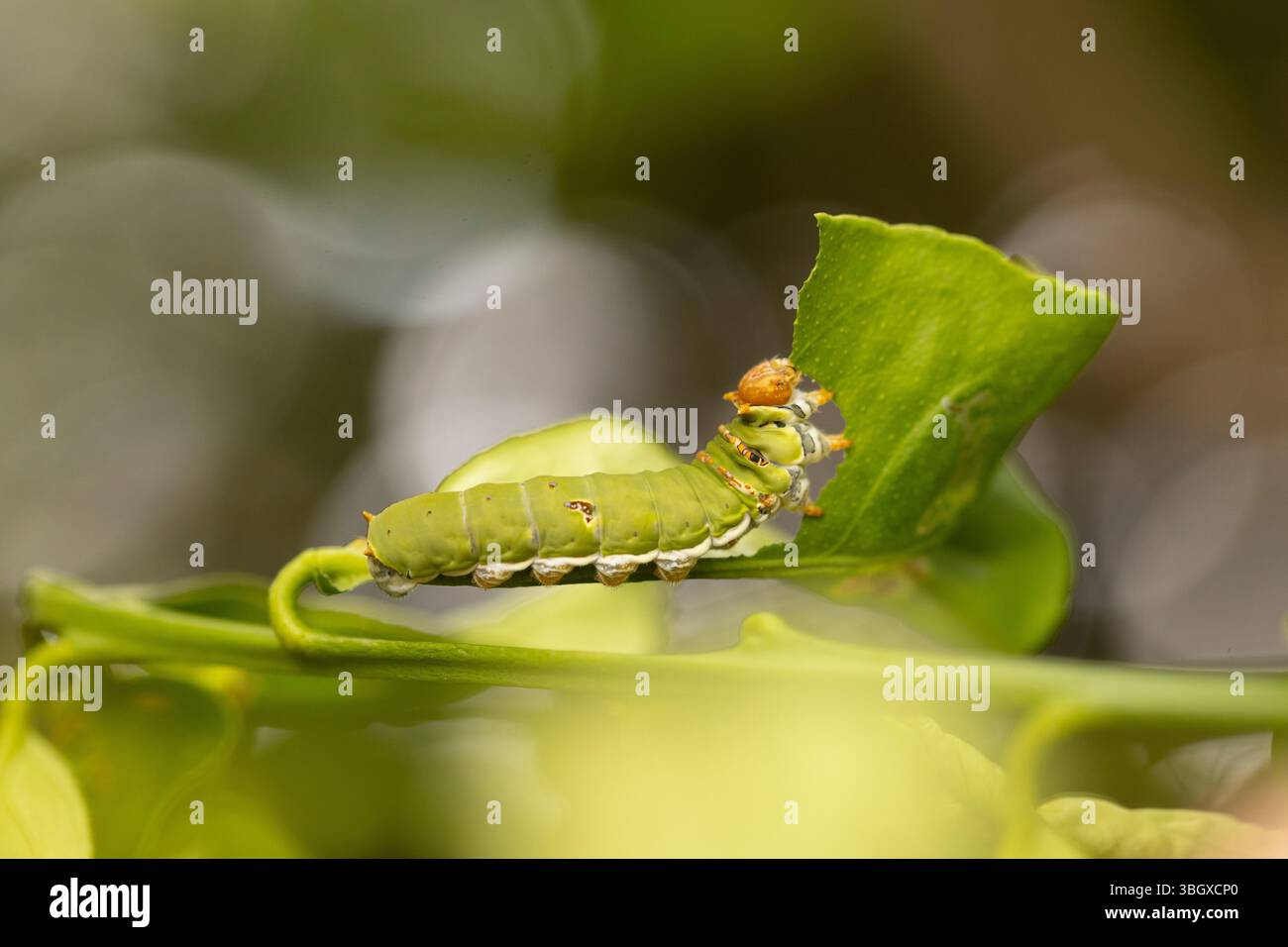 Papilio demoleus is a common and widespread swallowtail butterfly. The ...