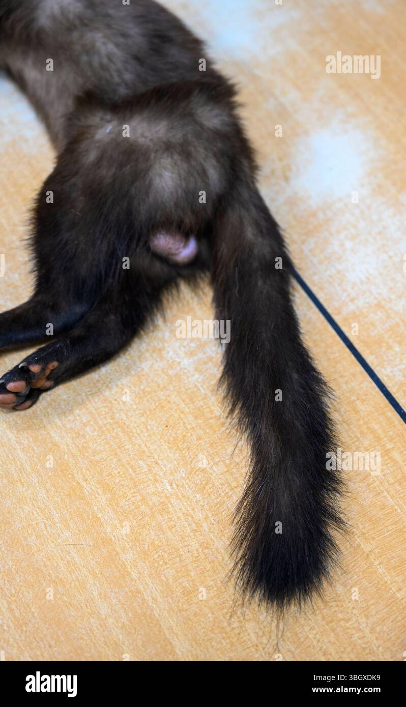 Tail of a Juveniles Beech marten (Martes foina) This species of marten ...