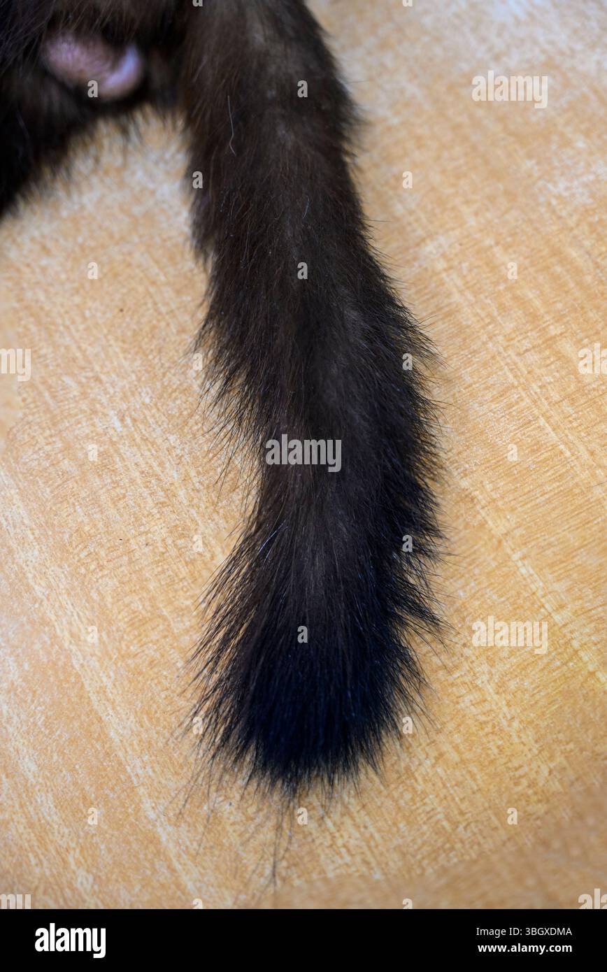 Tail of a Juveniles Beech marten (Martes foina) This species of marten ...