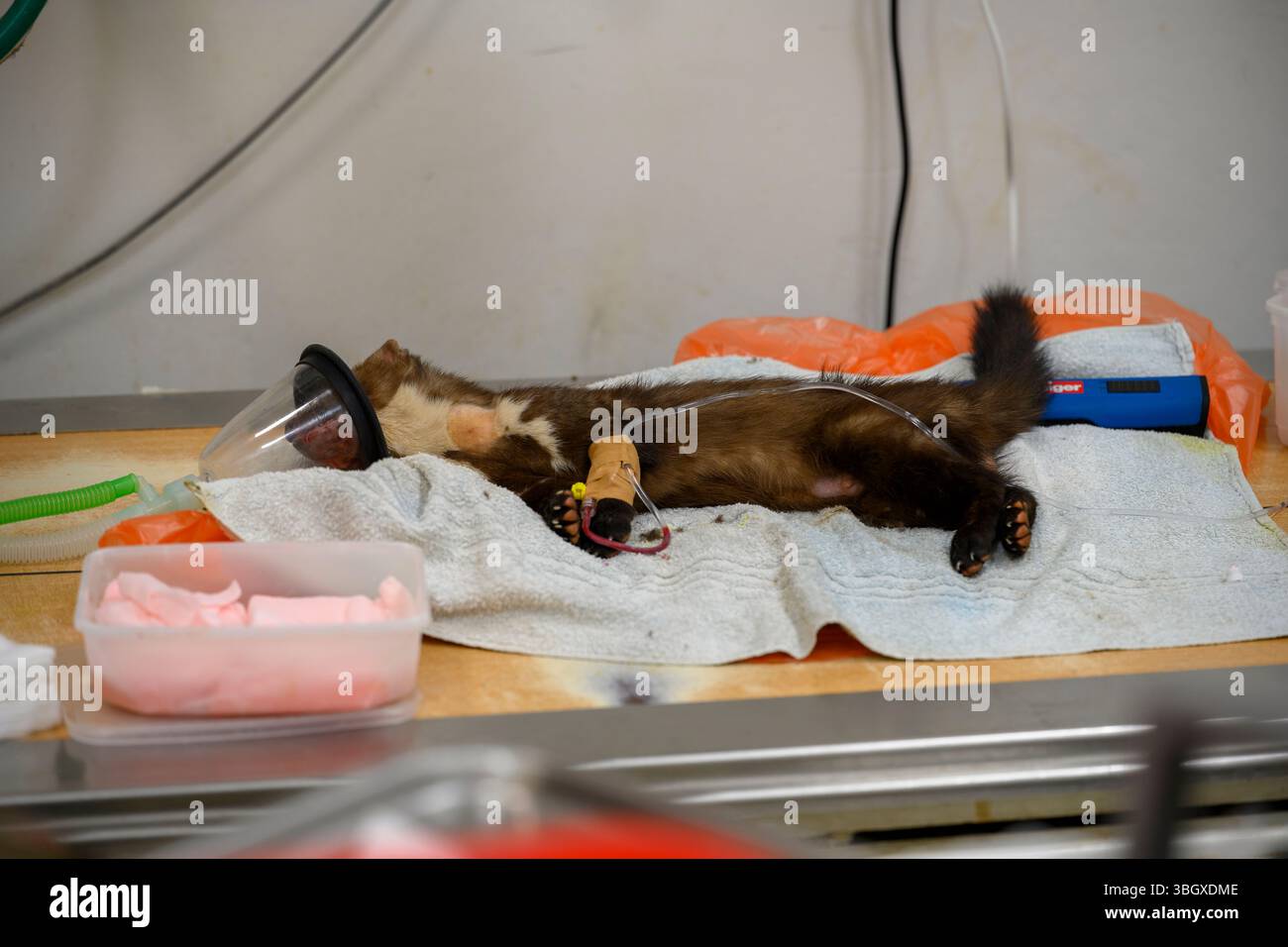 Anaesthetized Juveniles Beech marten (Martes foina) on an x-ray table ...