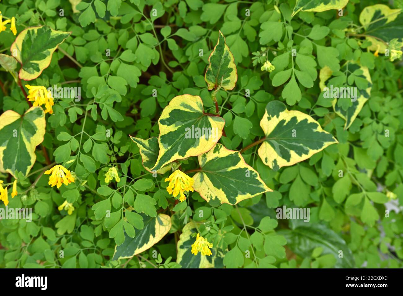 Green, red, and cream orange scented foliage of Houttuynia cordata ...