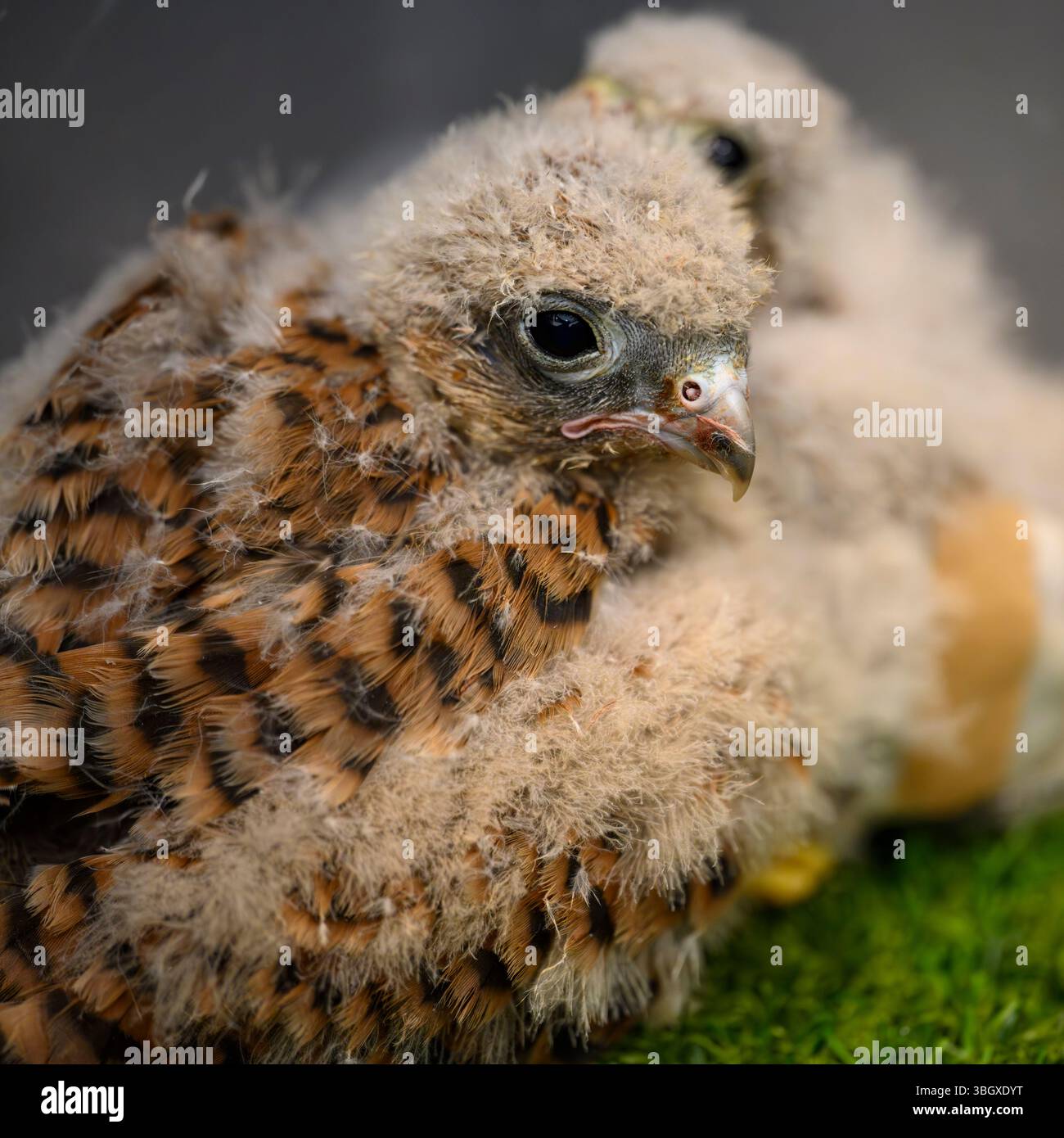 a brood of common kestrel (Falco tinnunculus) hatchlings are being ...