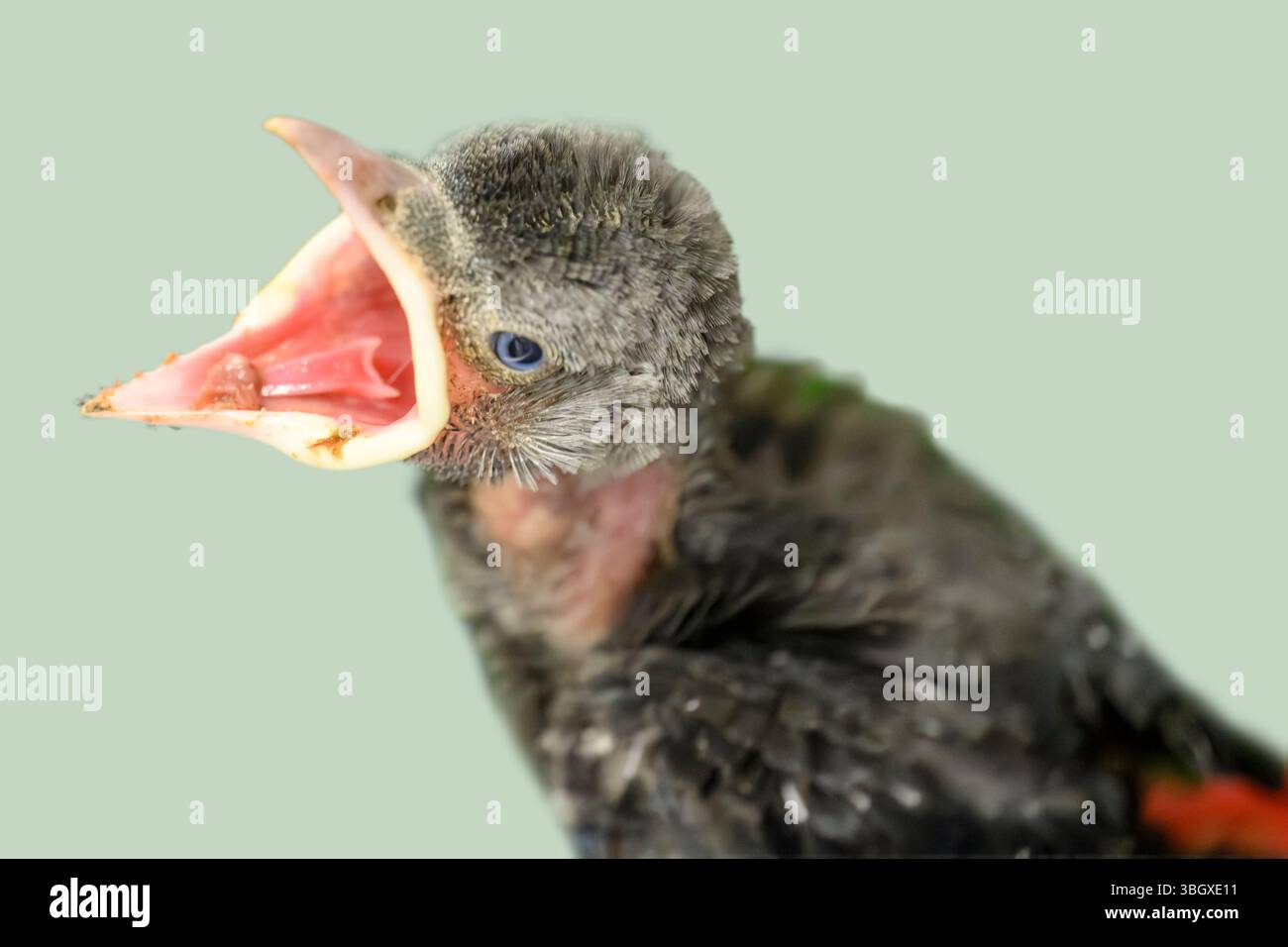 western jackdaw (Coloeus monedula) hatchling isolated cutout Stock ...
