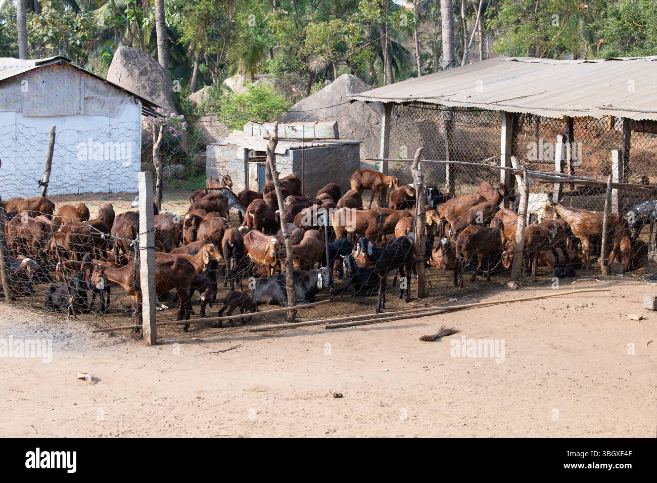 Herd Of Goats On A Farm In India, Livestock Breeding In A Traditional ...