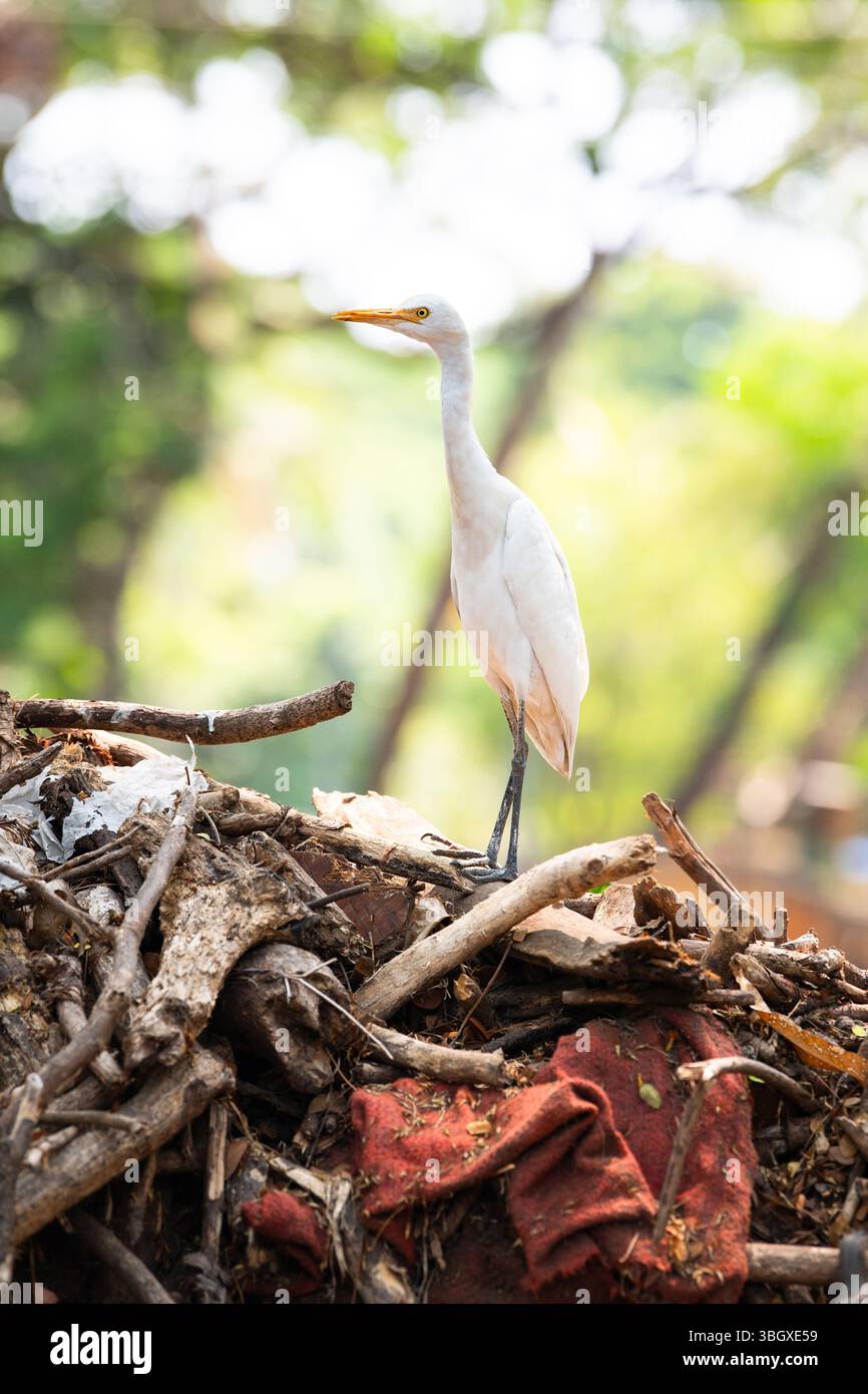 Cattle Egret Is Standing On A Pile Of Wood And Garbage In A City, Wildlife In Urban Environment ...