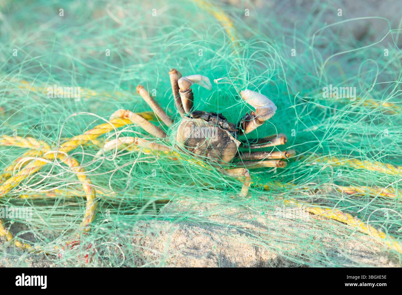 Dead Mud Crab Caught In A Fishing Net On The Beach Of Goa, Arabian Sea ...