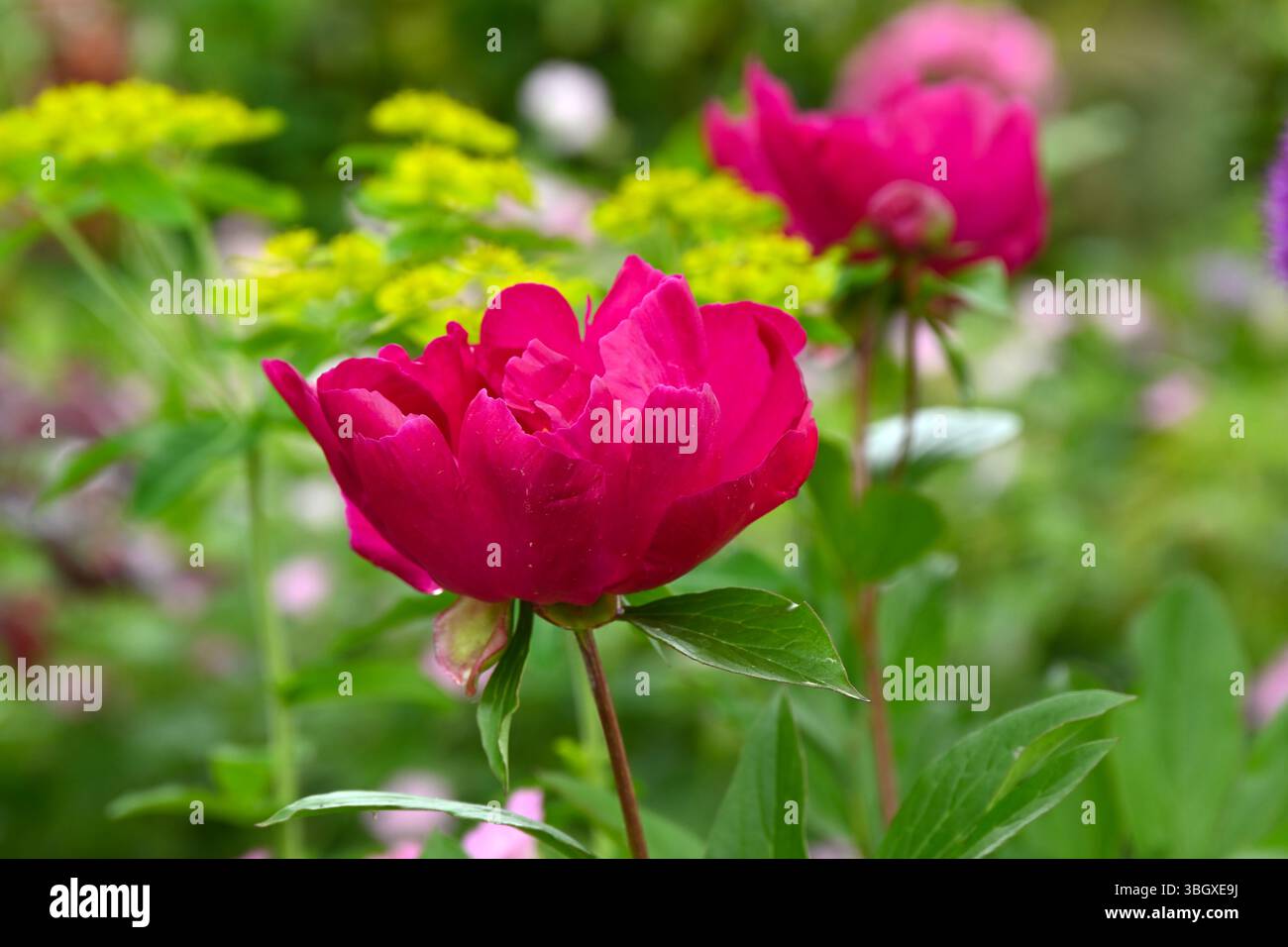 Vivid red / purple flowers of common peony, Paeonia Officinalis ...