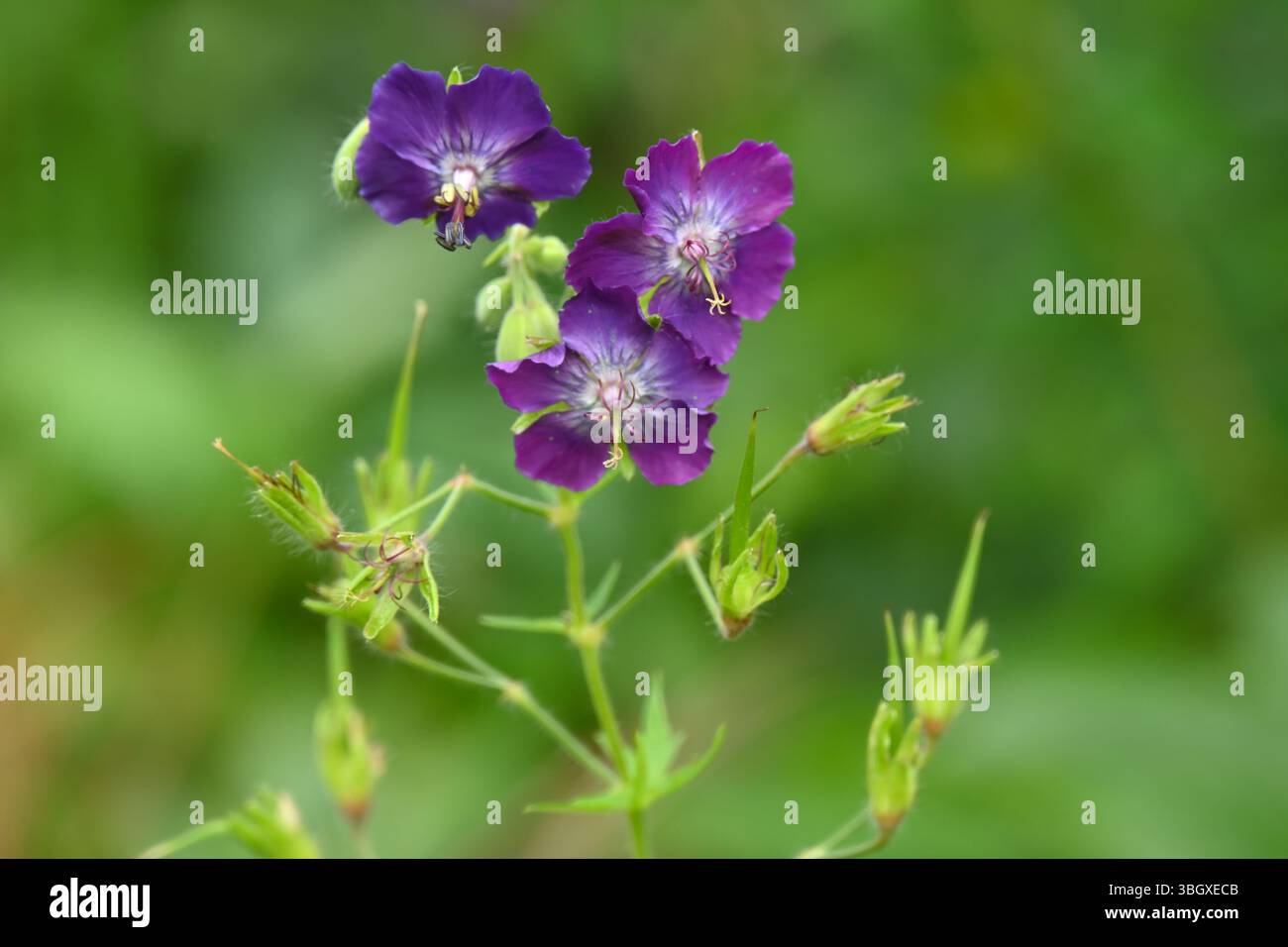 Hardy geranium lily lovell hi-res stock photography and images - Alamy