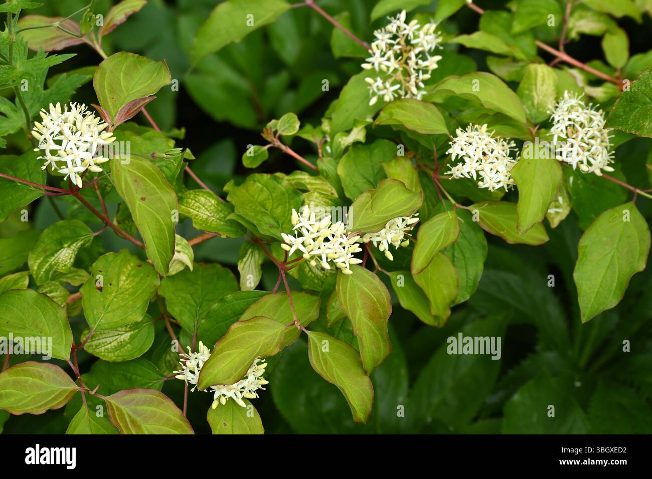 White early summer flowers of of Cornus sanguinea midwinter fire stems ...