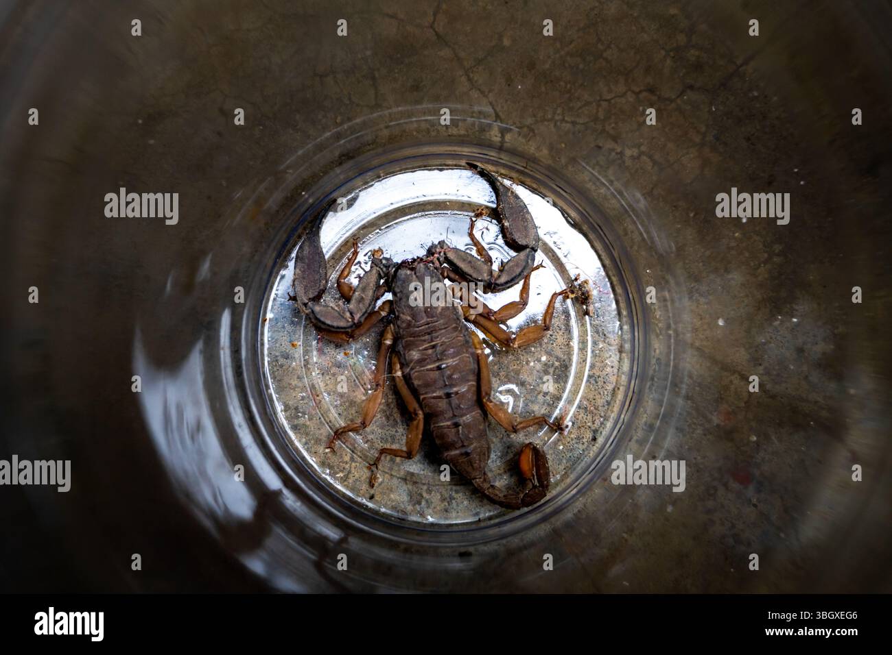 Centruroides gracilis buthidae family scorpion hi-res stock photography ...