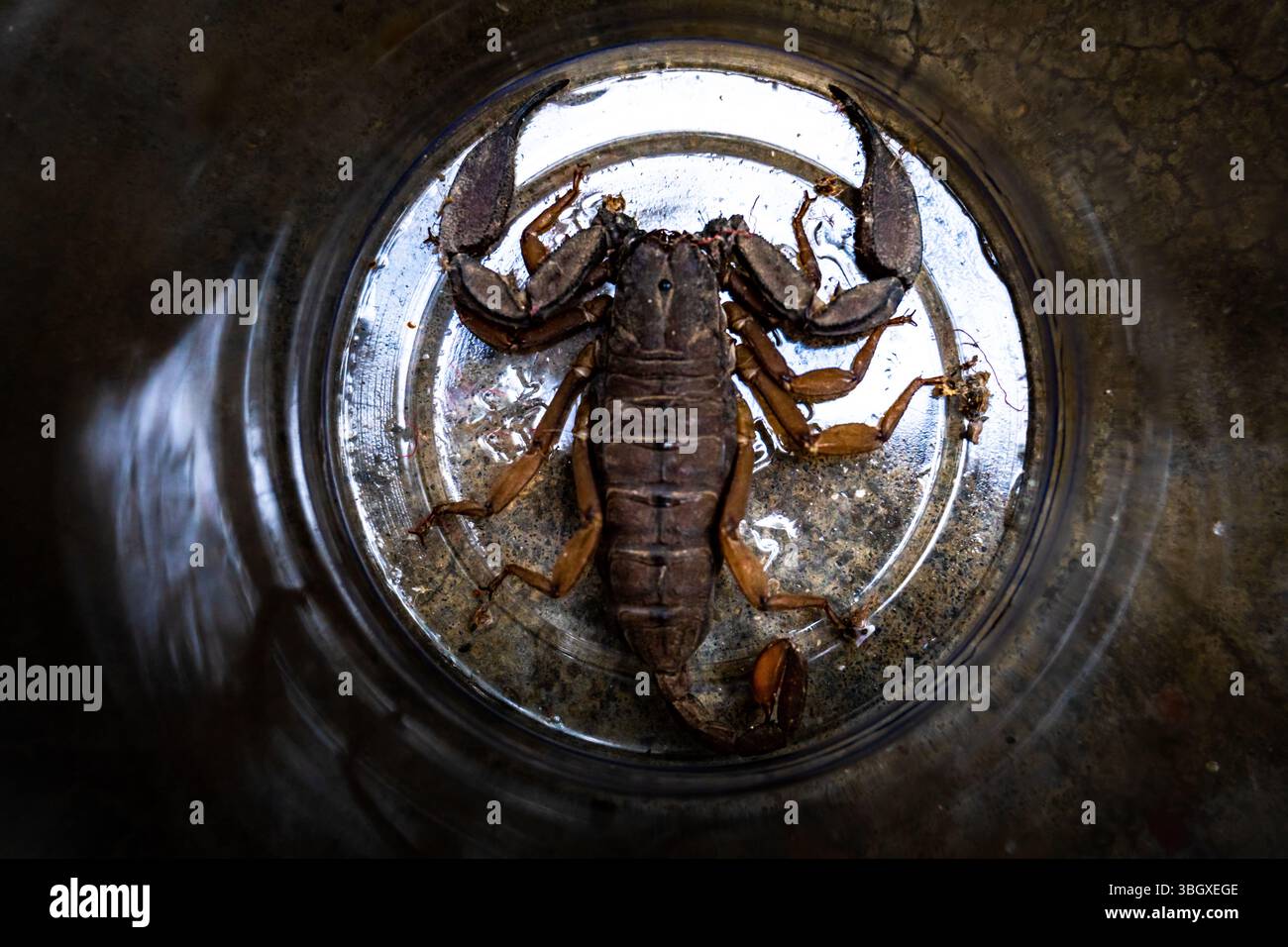Centruroides gracilis, a Buthidae family scorpion, commonly known as ...