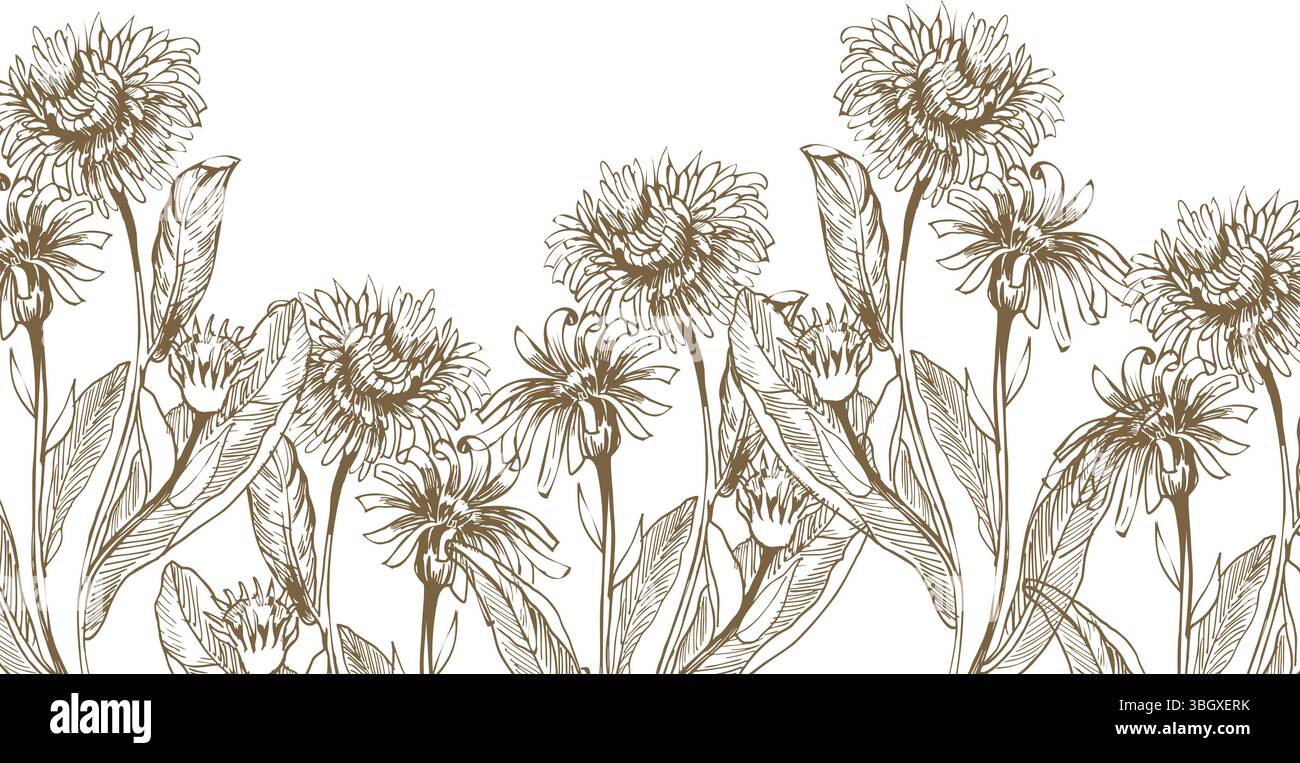 Calendula herbal flowers vector ink illustration. Hand drawn monochrome ...