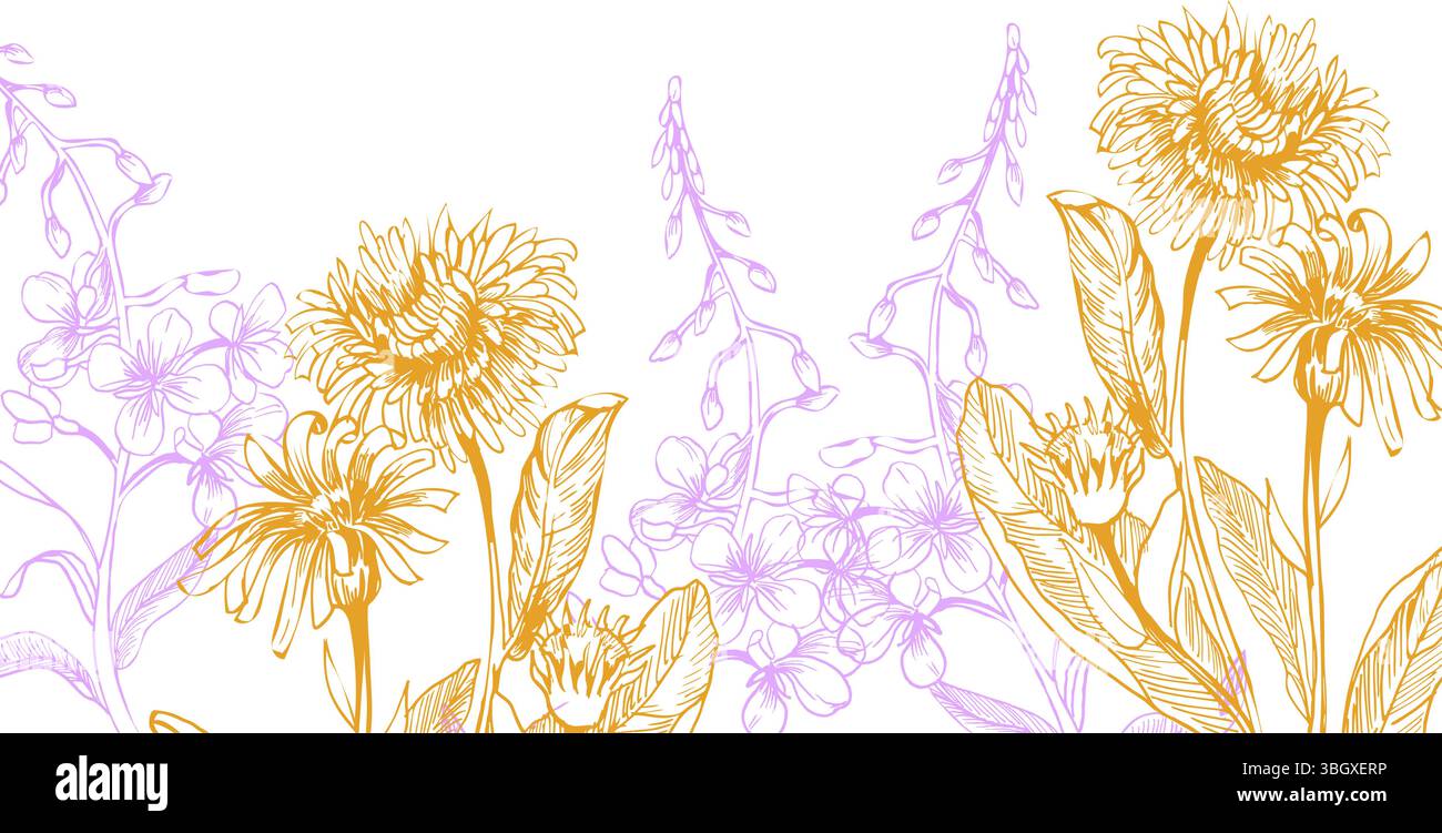 Medical herb vector ink banner with calendula field flowers and ivan ...