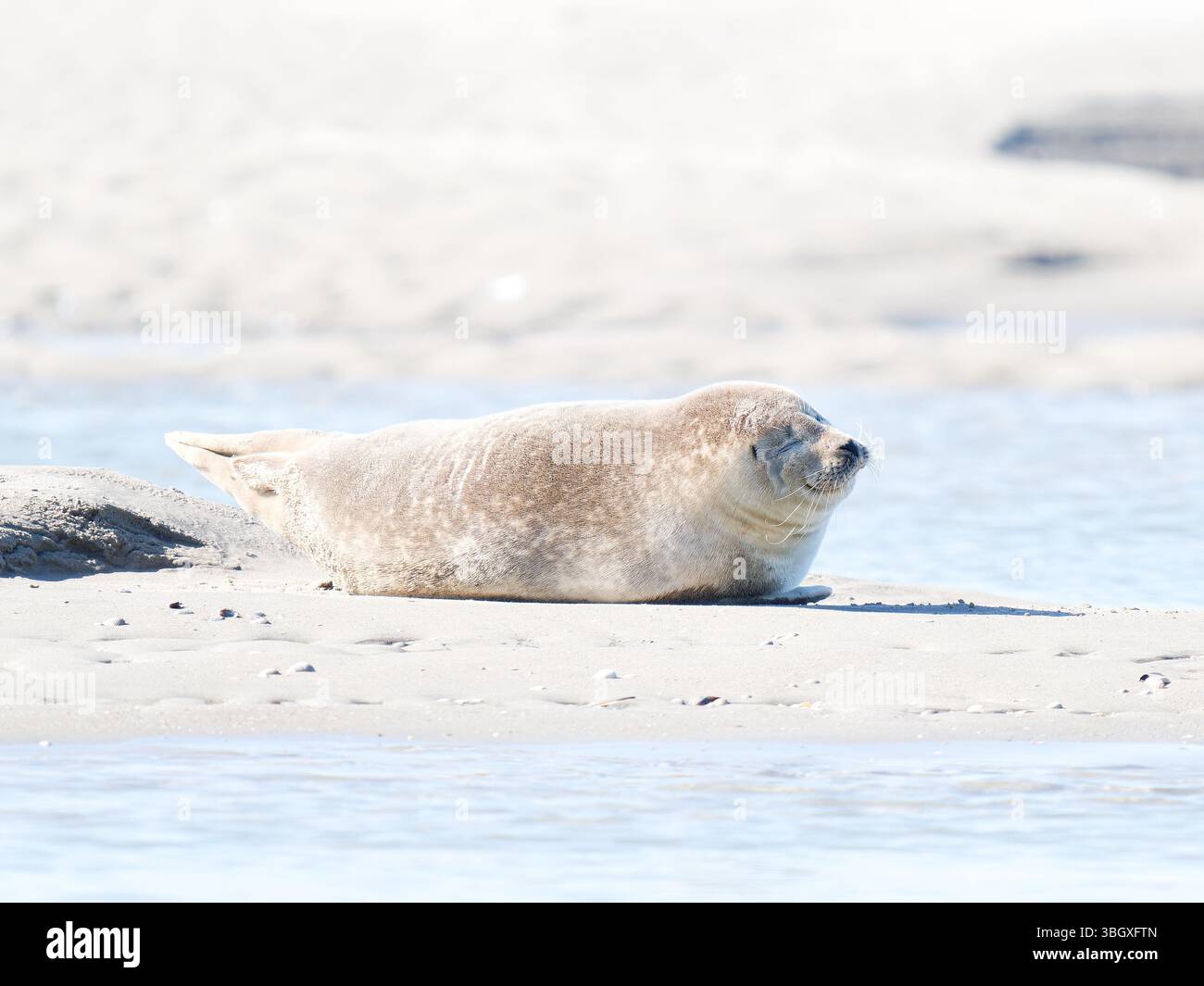 Grey seal (Halichoerus grypus) interacting in the water at Berck-sur ...