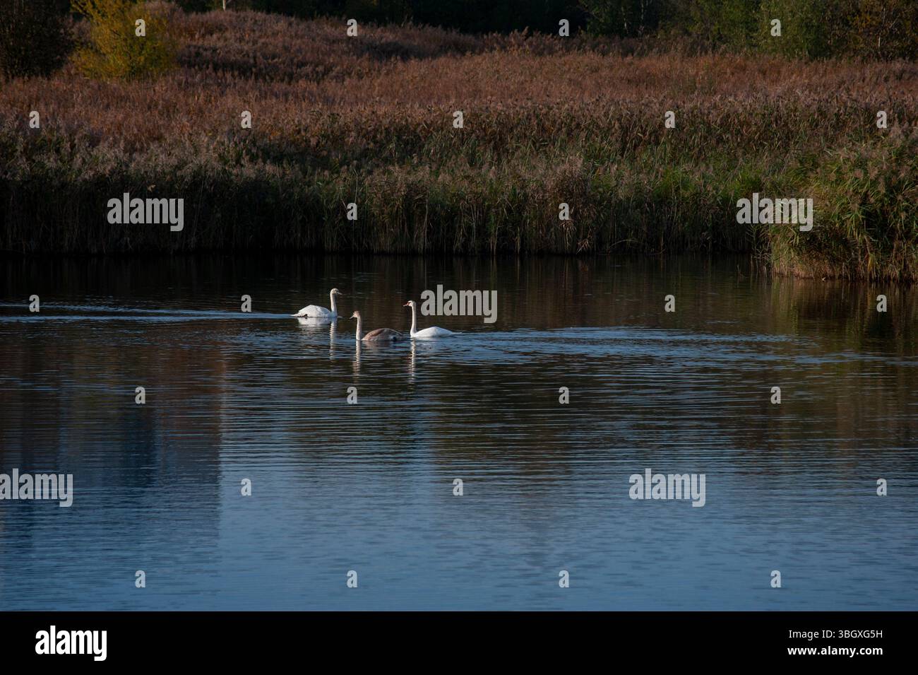 A family of swans with their babies on the shore of the pond, in the ...