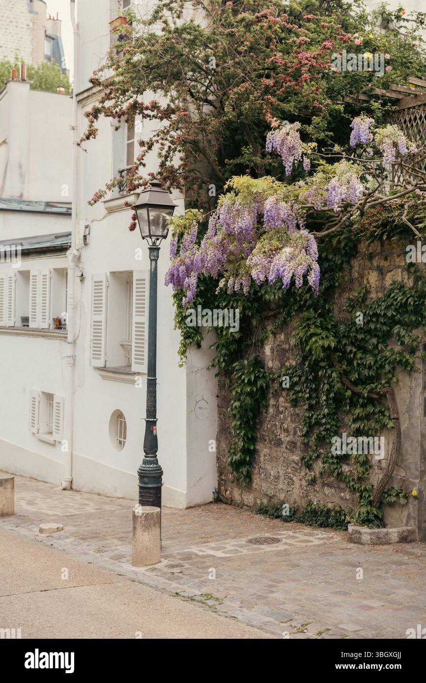 Vibrant purple wisteria flowers cascade gracefully down an old stone ...