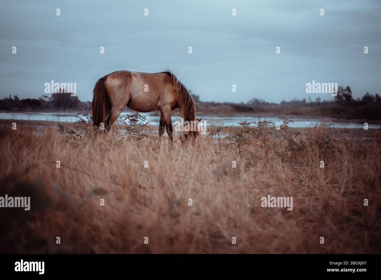 Dry field under cloudy hi-res stock photography and images - Alamy