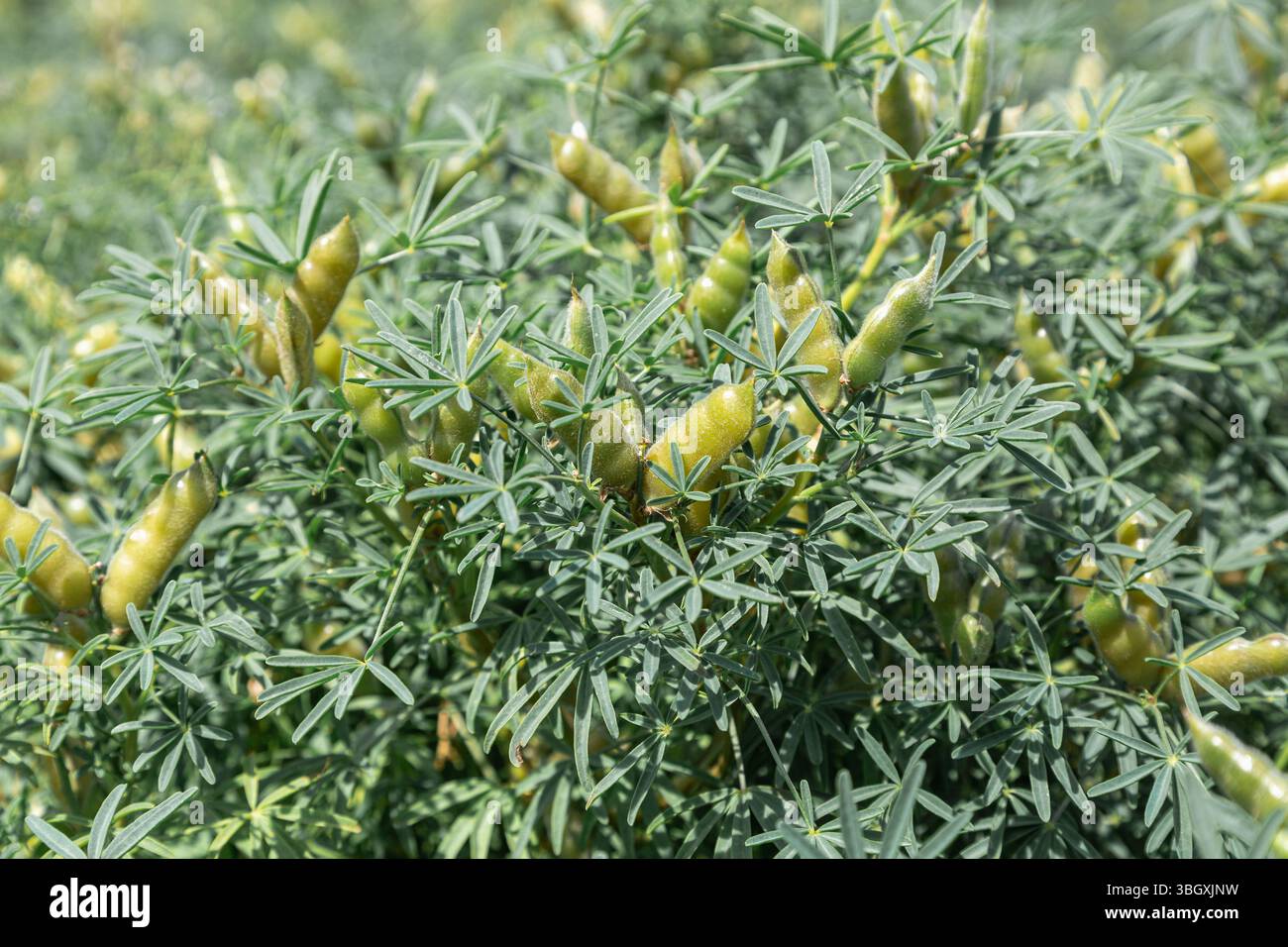 Narrow leaved lupin lupinus angustifolius hi-res stock photography and ...