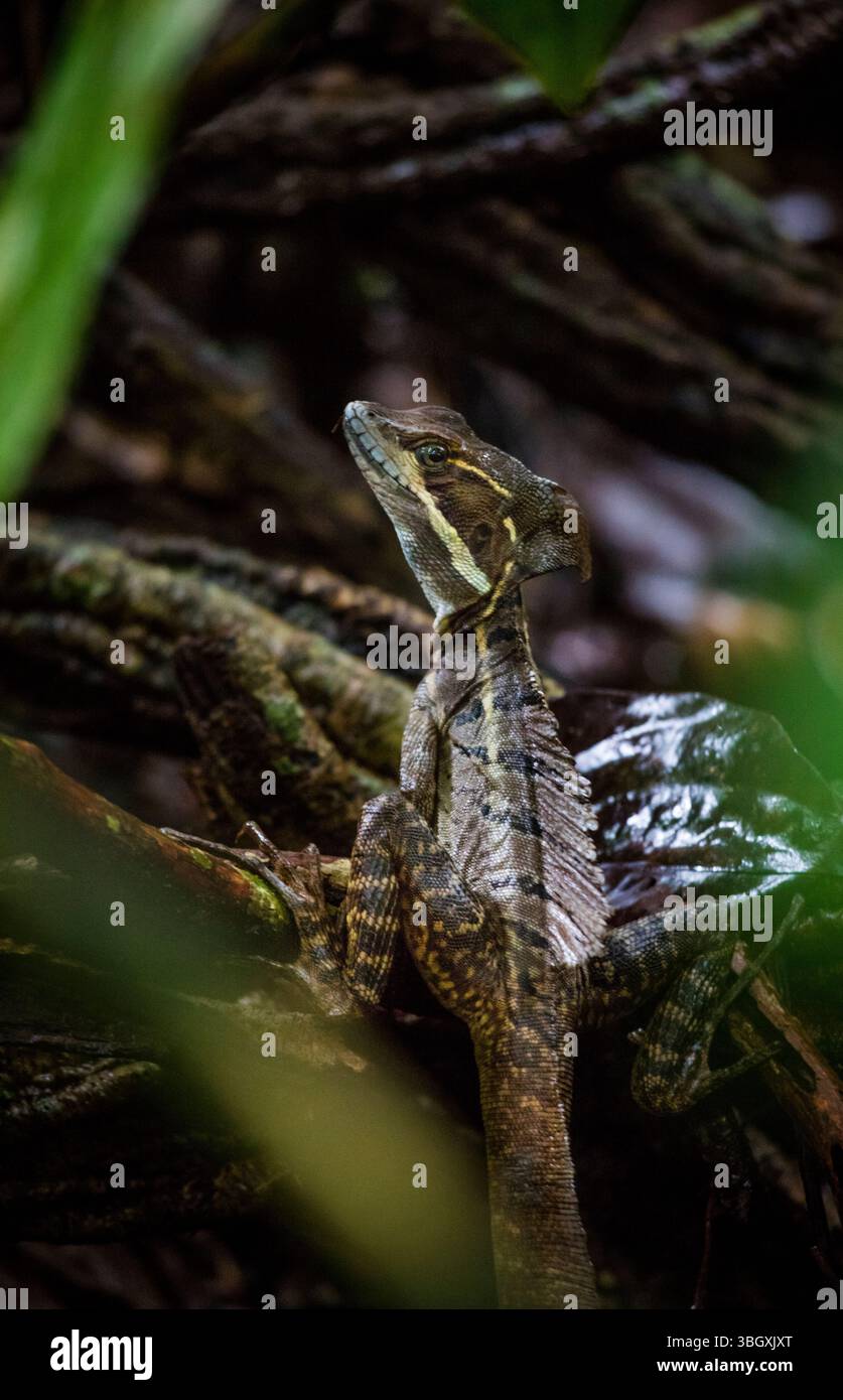 Common basilisk, Basiliscus basiliscus, in the wet rainforest at Coiba ...