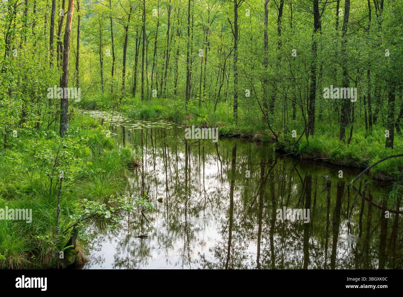 Mazury puszcza hi-res stock photography and images - Alamy