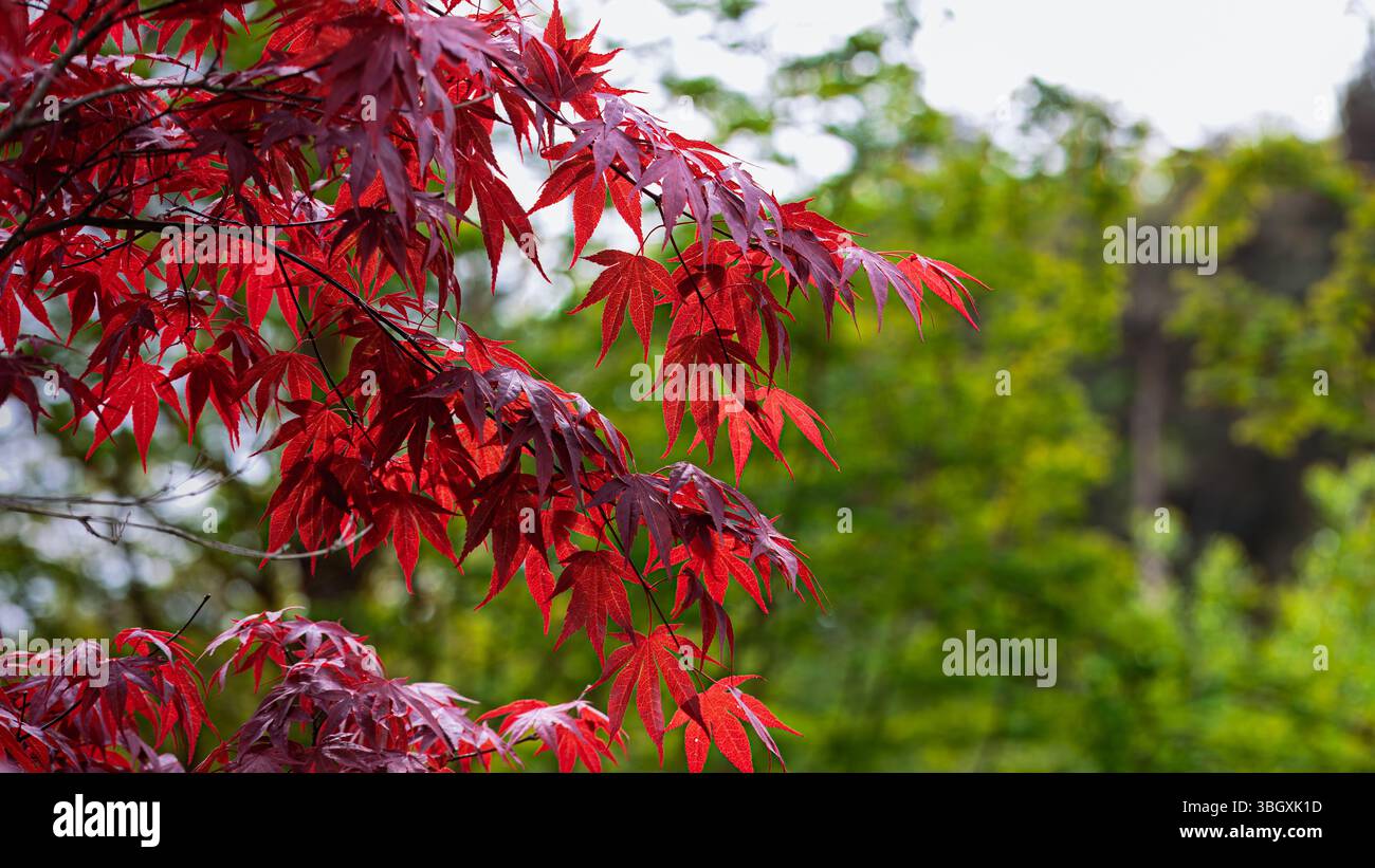 Red Acer palmatum tree under green background, Northumberland, May 2025 ...