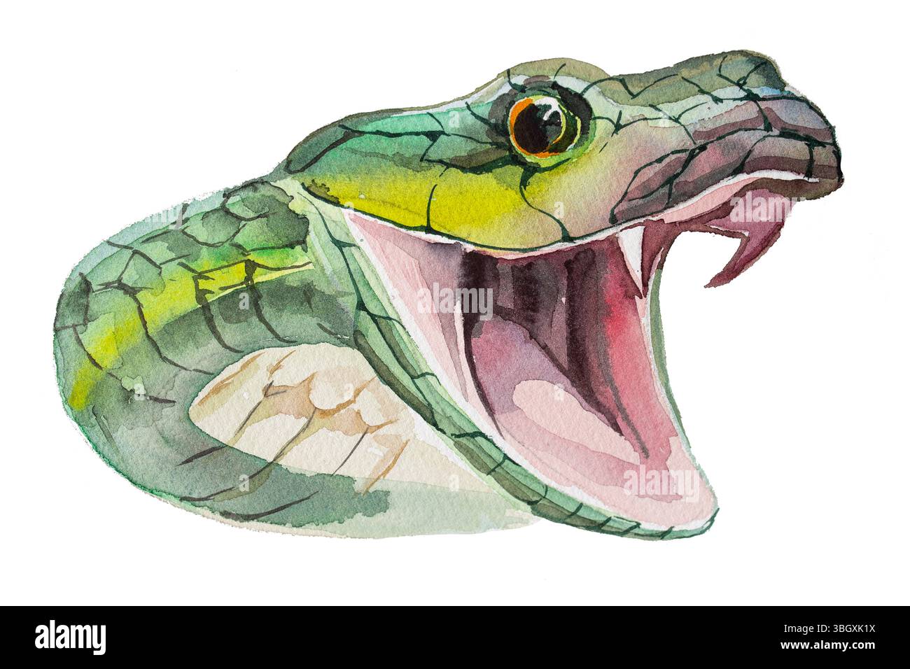 Beautiful hand painted watercolor snake illustration isolated on a ...