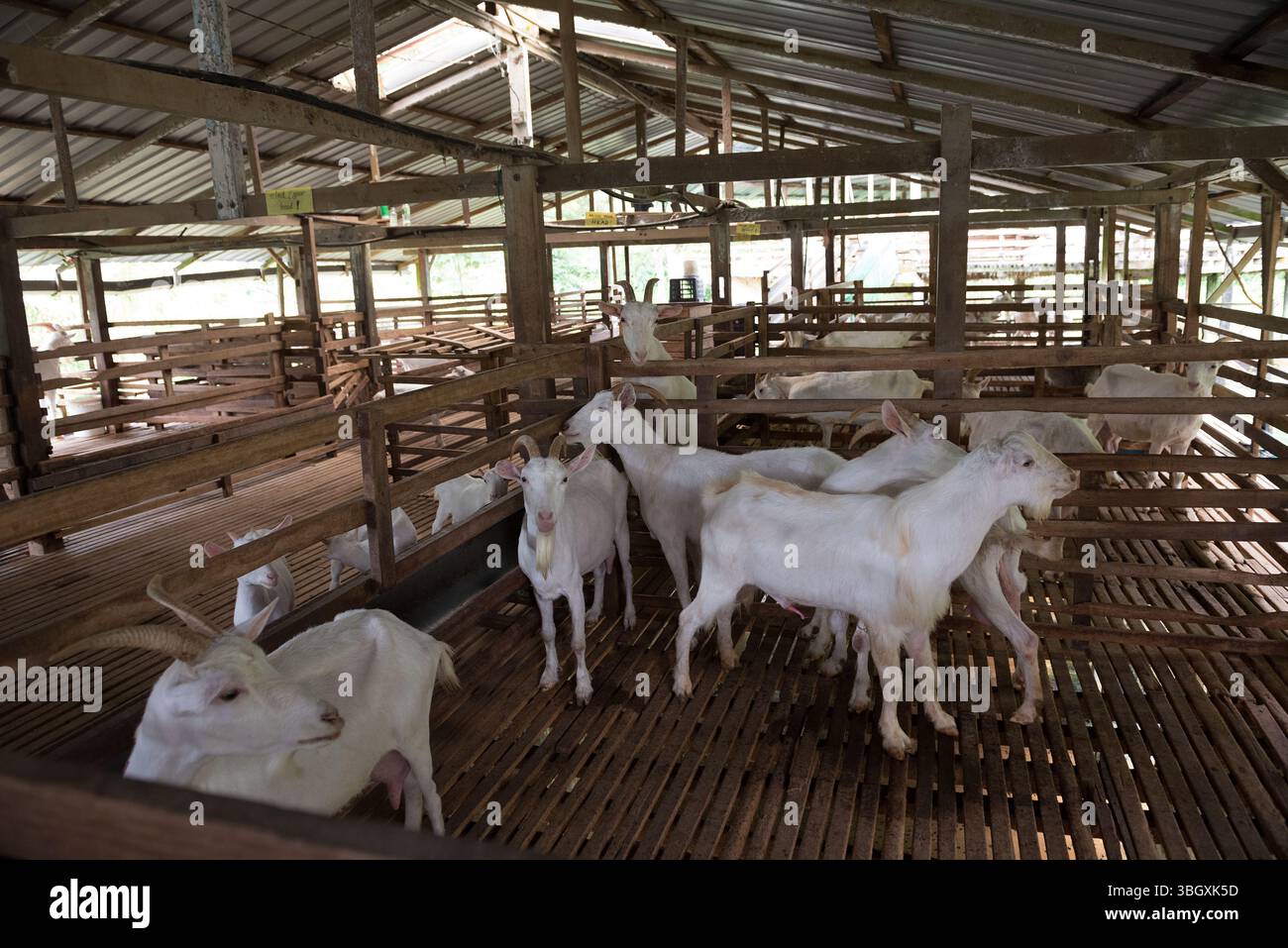 Modern Goat Pen Interior with White Goats on Wooden Slatted Flooring ...