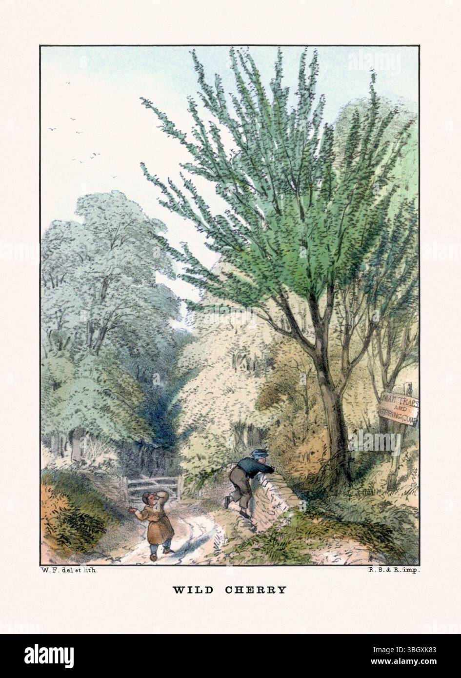 English tree illustration from 1850. Delicate scene with a native tree ...