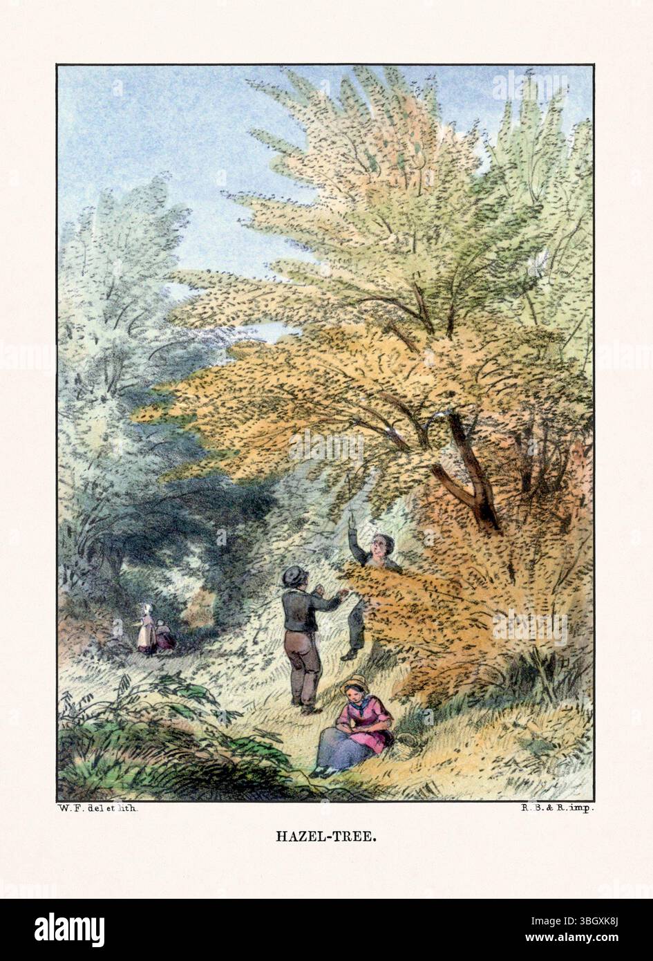 English tree illustration from 1850. Delicate scene with a native tree ...