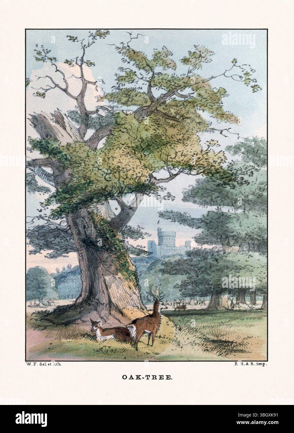 English tree illustration from 1850. Delicate scene with a native tree ...