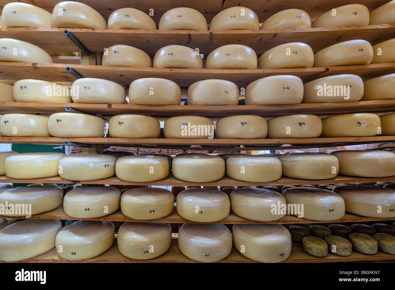 Dutch cheese in wheels hi-res stock photography and images - Alamy