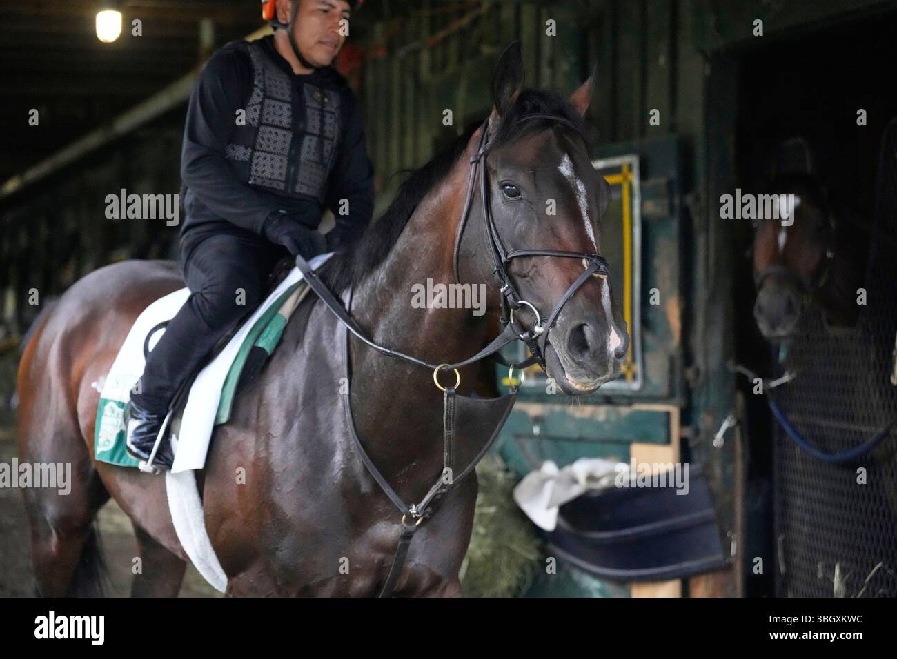 Sovereignty is walked around the barn after training, before the running of the Belmont Stakes ...
