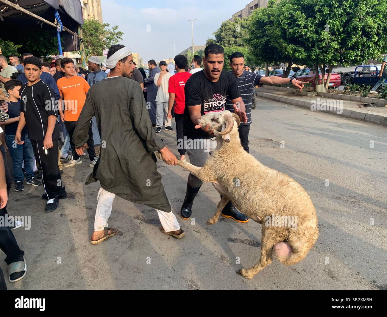 Cairo, Egypt. 06th June, 2025. An Egyptian man buys a sheep from a ...