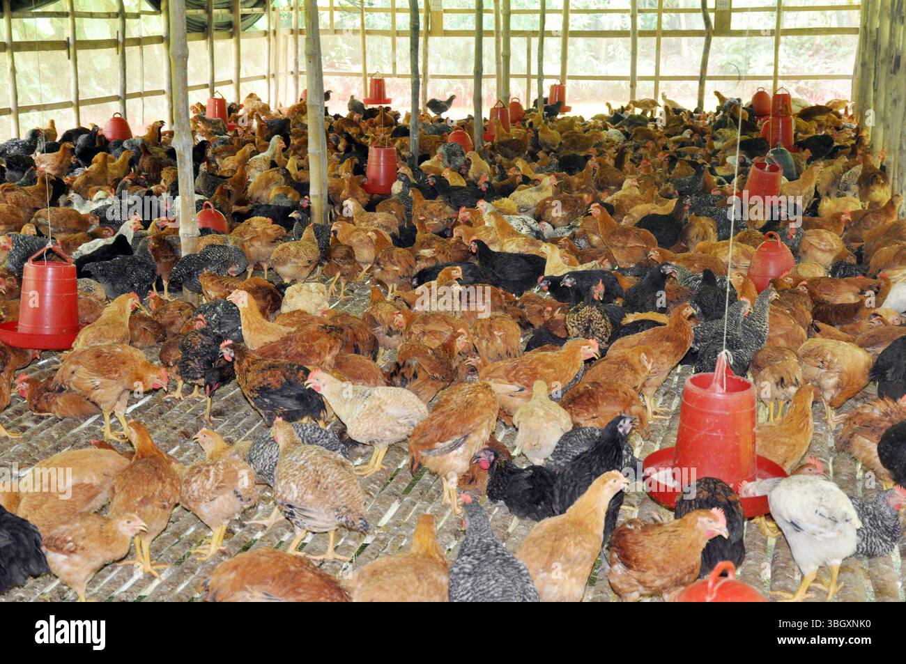 Pirojpur, Mothbaria, Bangladesh. 6th June, 2025. June 6, 2025 ...