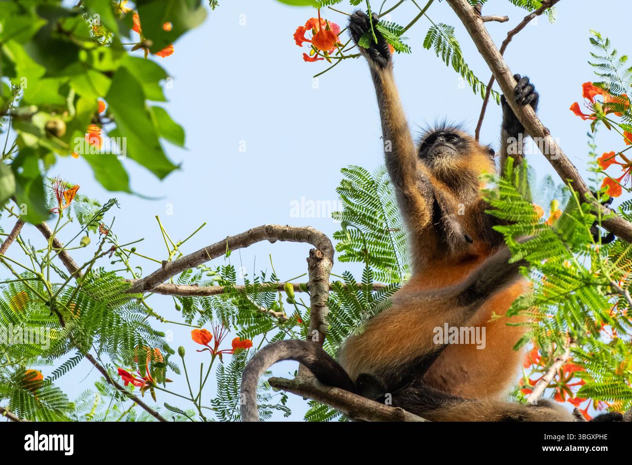 Gray Langur or Hanuman Langur in the National Park in India. Photo of ...